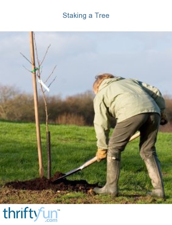 Staking a Tree | ThriftyFun