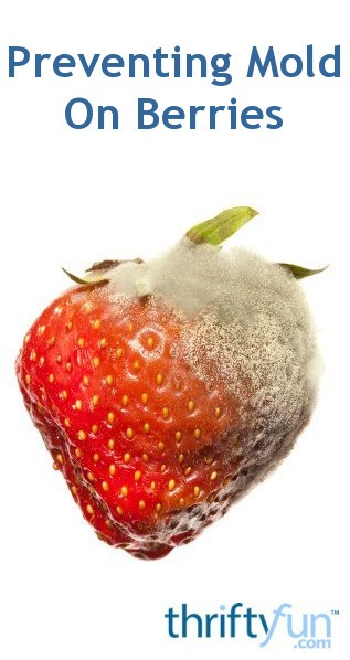 Preventing Mold On Fresh Berries | ThriftyFun