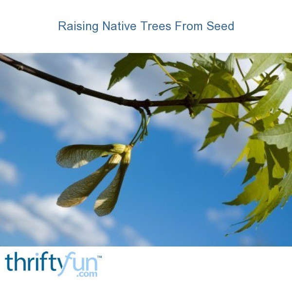 Raising Native Trees from Seed | ThriftyFun