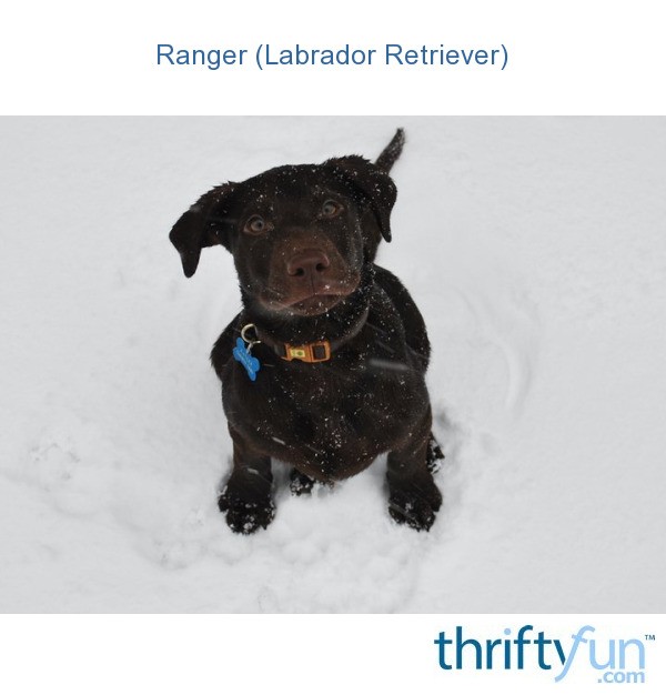 Ranger (Labrador Retriever) | ThriftyFun