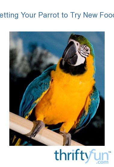 Getting Your Parrot to Try New Foods | ThriftyFun