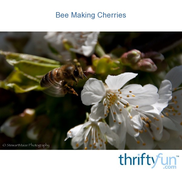 Bee Making Cherries (Hillsboro, OR) | ThriftyFun
