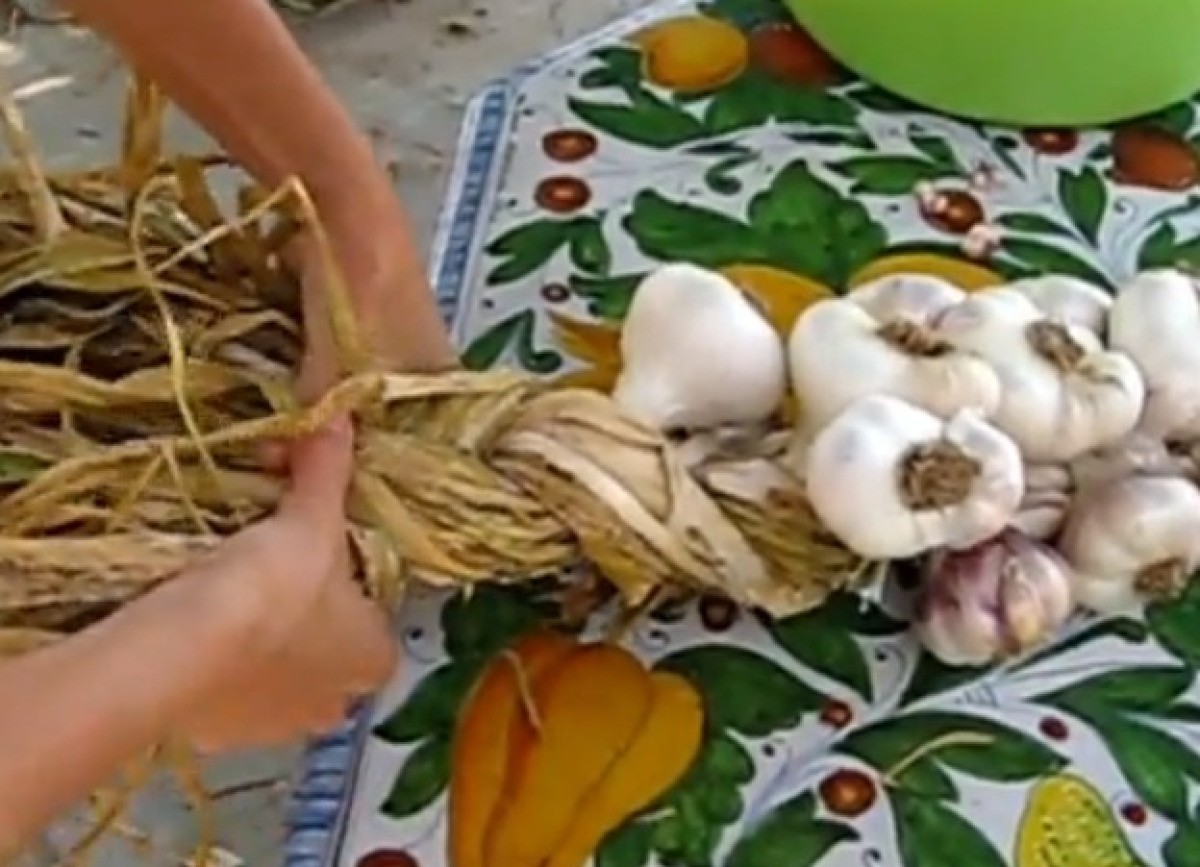Braiding Garlic | ThriftyFun