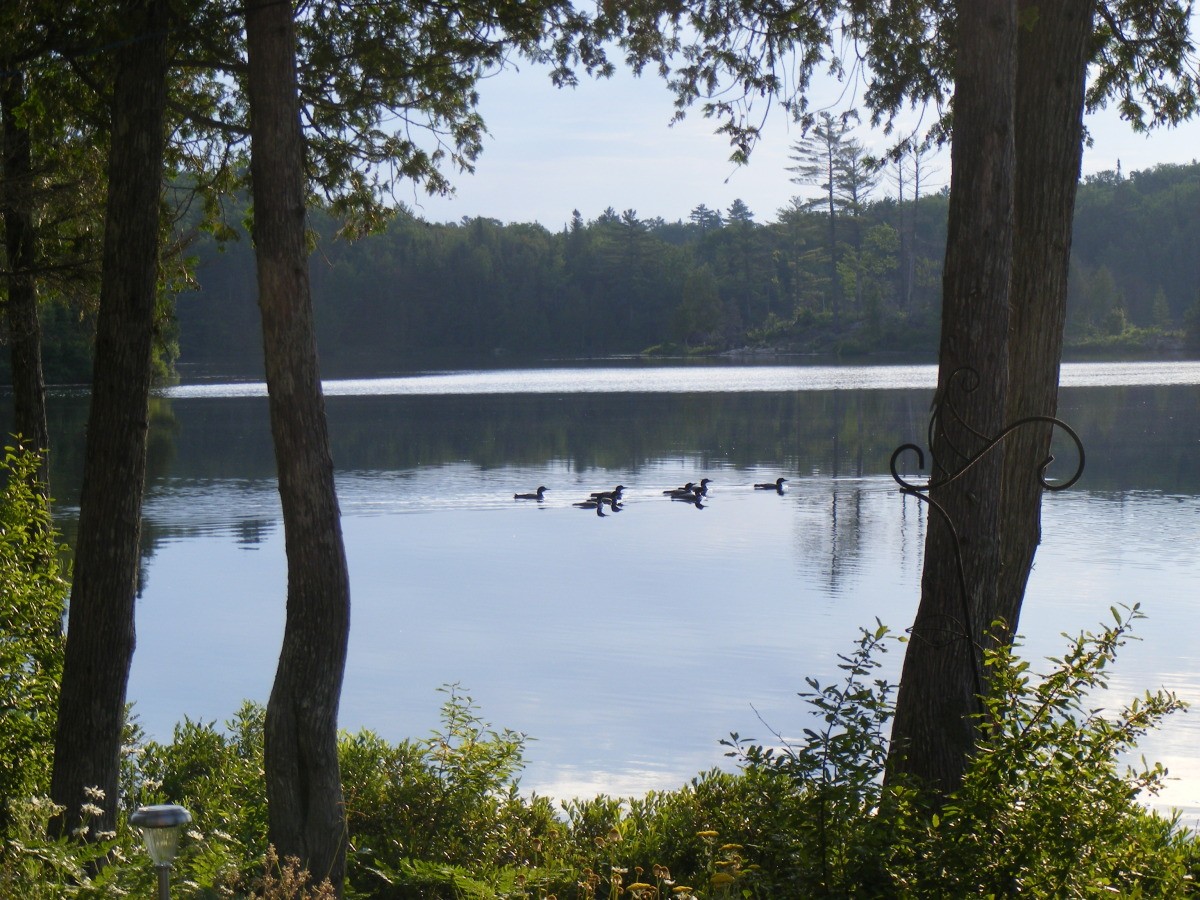 Loons (Heyden, Ontario) | ThriftyFun