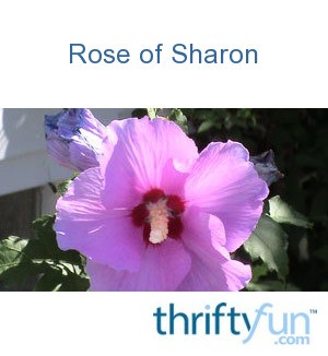 Transplanting a Rose of Sharon | ThriftyFun