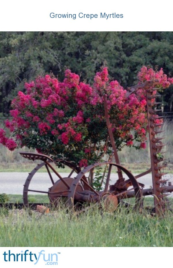 Growing a Crepe Myrtle Tree | ThriftyFun