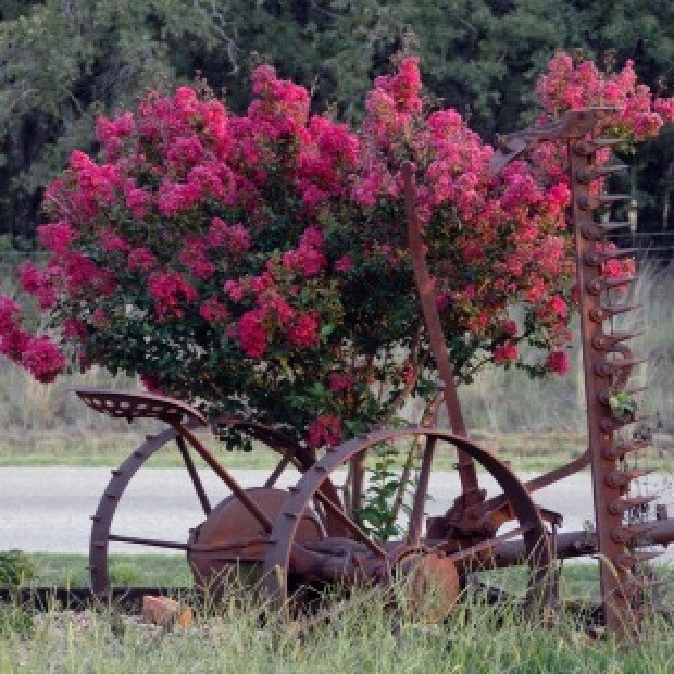 Growing a Crepe Myrtle Tree | ThriftyFun
