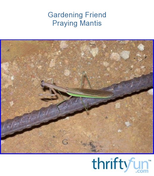 Gardening Friend - Praying Mantis (Roan Mountain, TN) | ThriftyFun