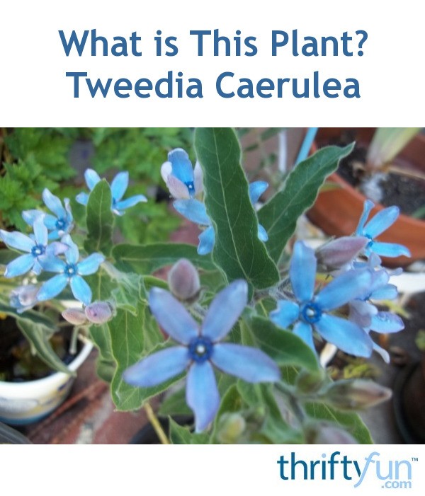 What is This Plant? Tweedia caerulea | ThriftyFun