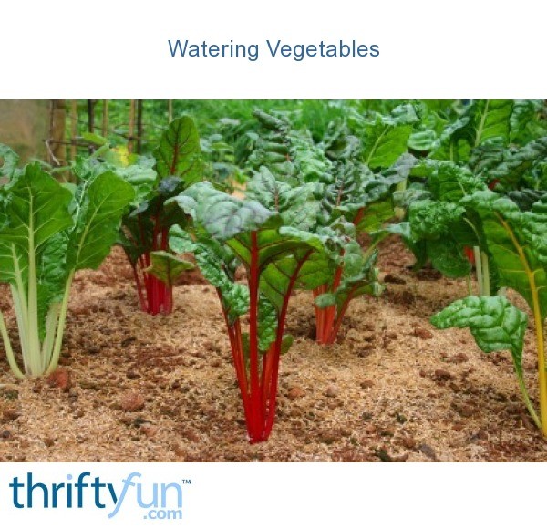 Watering Vegetables | ThriftyFun