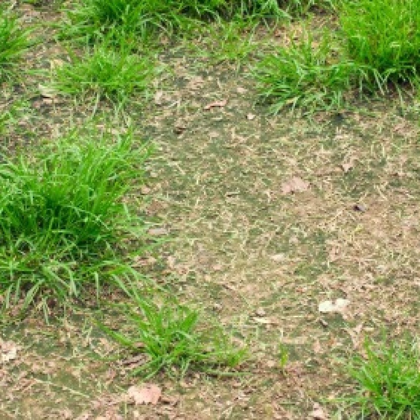 7 Steps to Rejuvenating a Tired Lawn | ThriftyFun