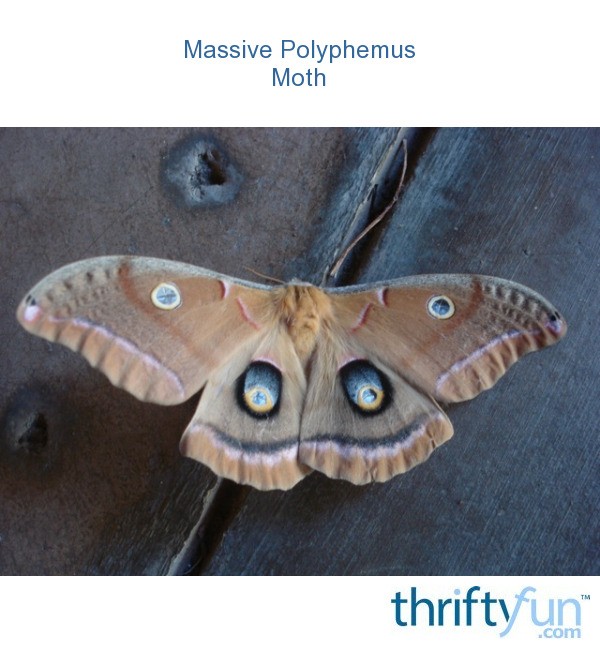 Massive Polyphemus Moth (Bay Area, CA) | ThriftyFun