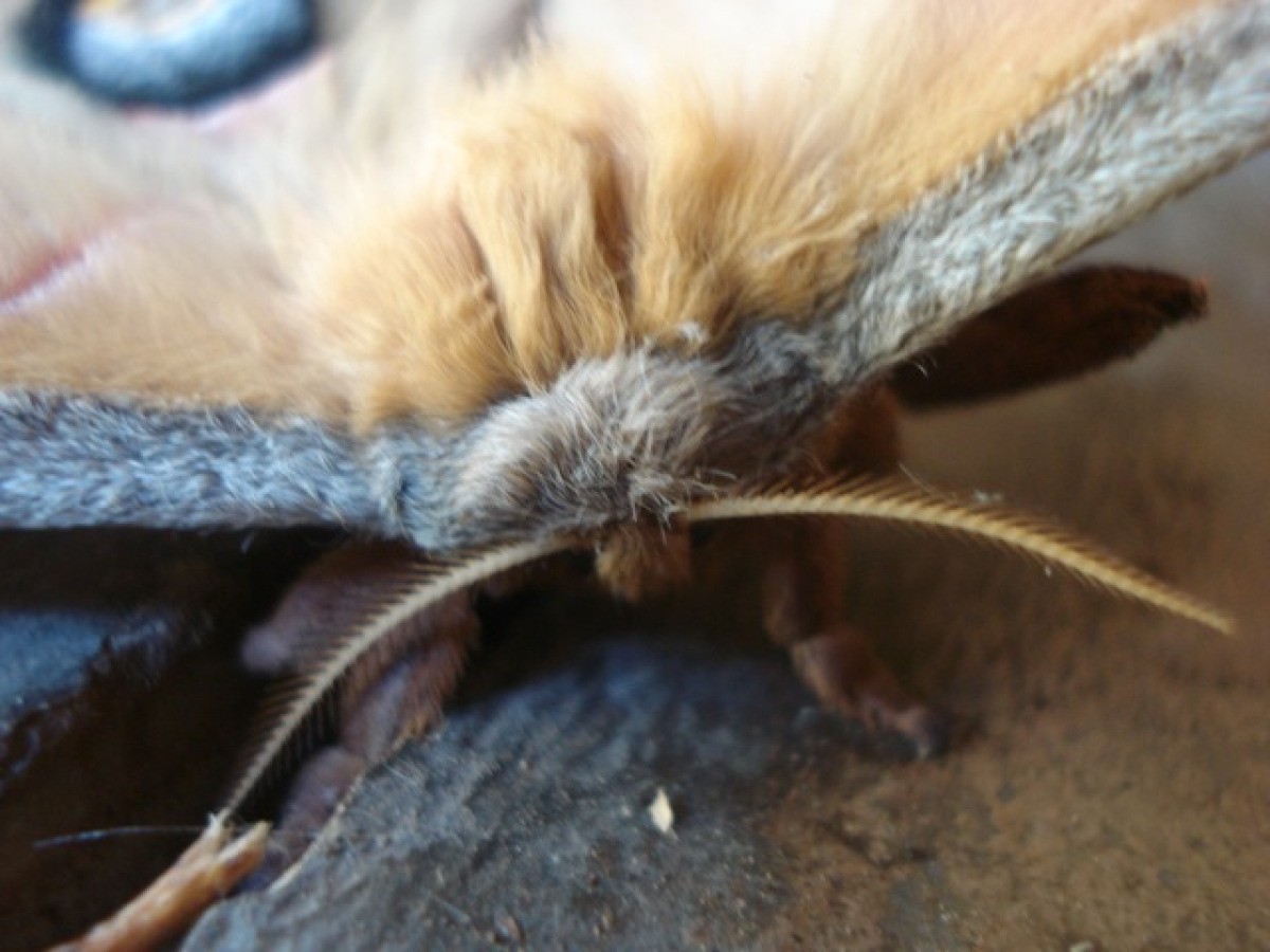 Massive Polyphemus Moth (Bay Area, CA) | ThriftyFun