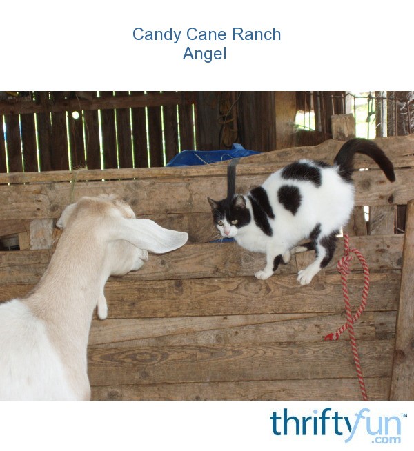 Candy Cane Ranch Angel (American Shorthair) | ThriftyFun