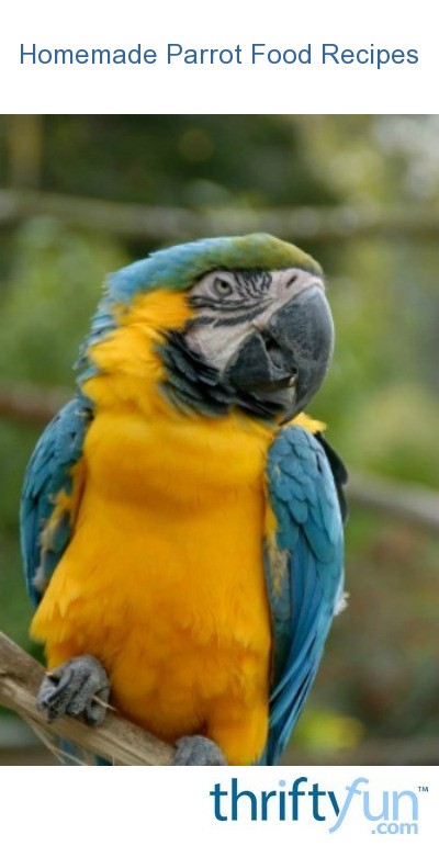 Homemade Parrot Food Recipes | ThriftyFun