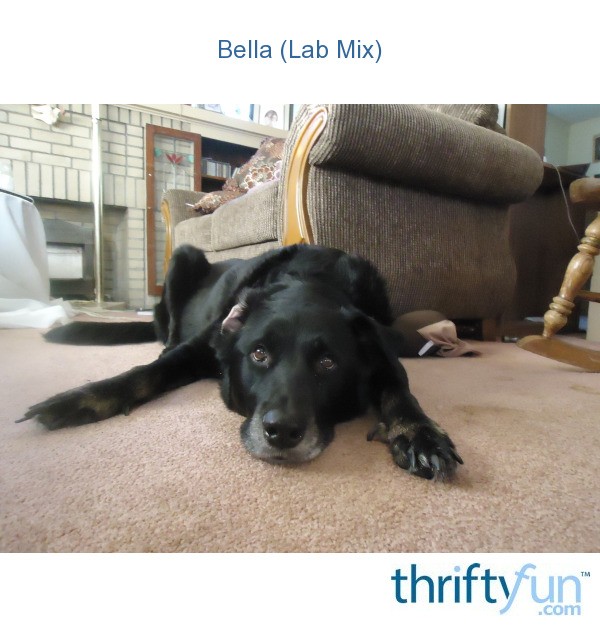 Bella (Lab Mix) | ThriftyFun