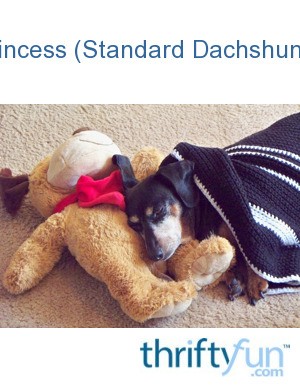 Princess (Standard Dachshund) | ThriftyFun