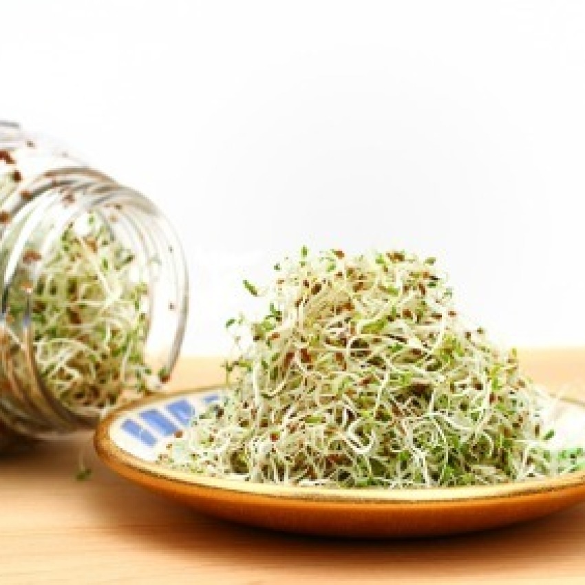 Growing Sprouts | ThriftyFun