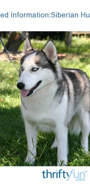Breed Information: Siberian Husky | ThriftyFun