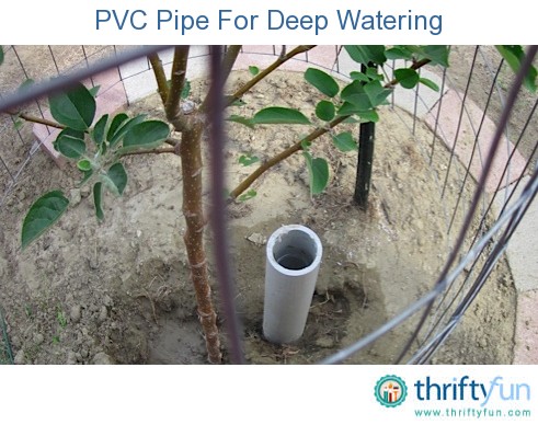 PVC Pipe For Deep Watering | ThriftyFun