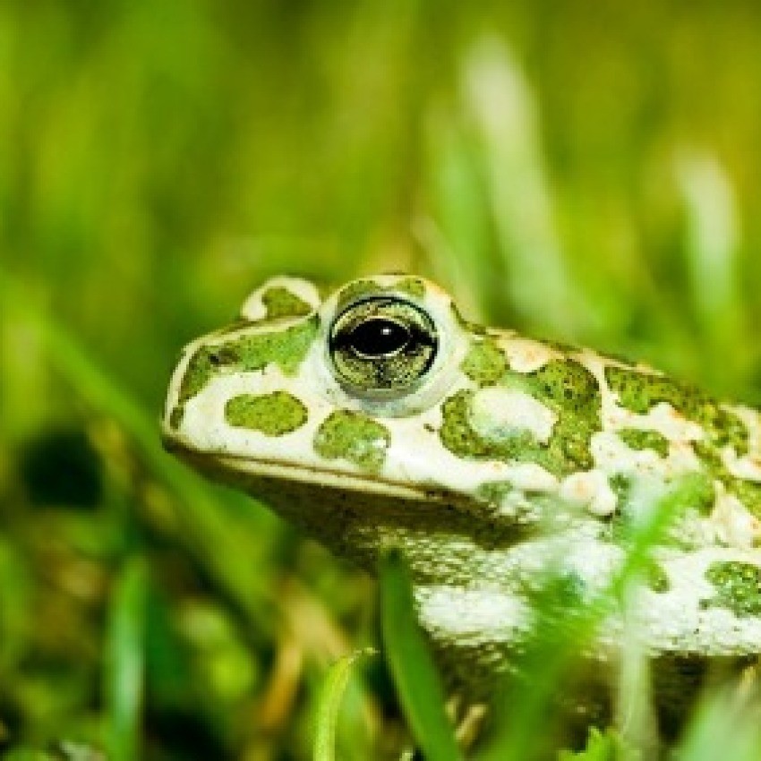 Attracting Toads to Your Garden | ThriftyFun