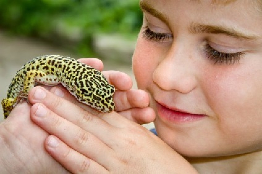 Keeping Lizards as Pets | ThriftyFun