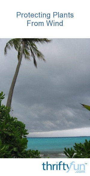 Protecting Plants From Wind | ThriftyFun
