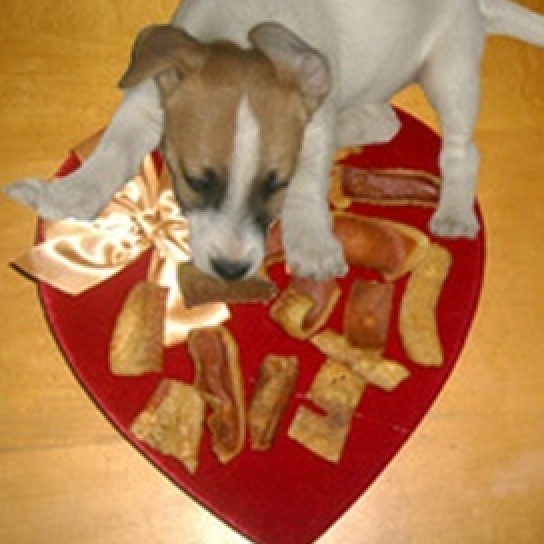 Homemade Dog Chews | ThriftyFun