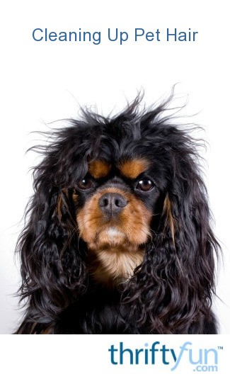 Cleaning Up Pet Hair | ThriftyFun