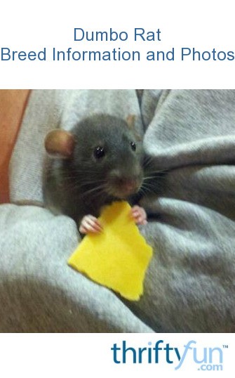 Dumbo Rat - Breed Information and Photos | ThriftyFun