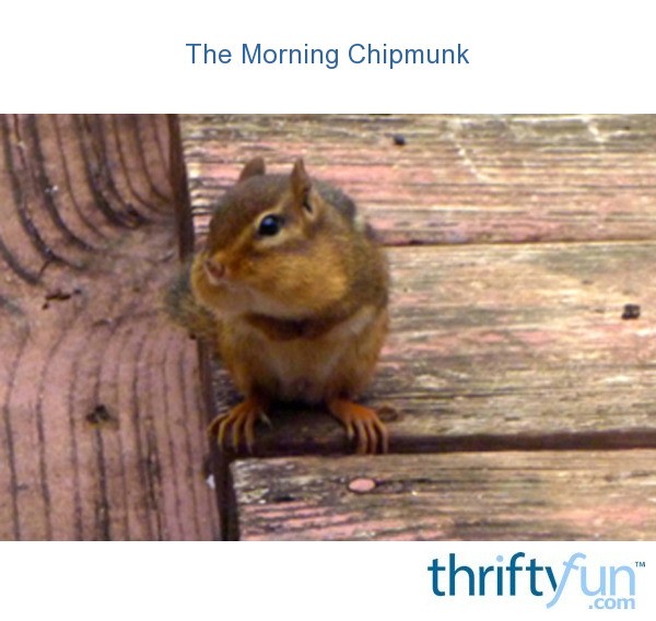 Morning Chipmunk | ThriftyFun