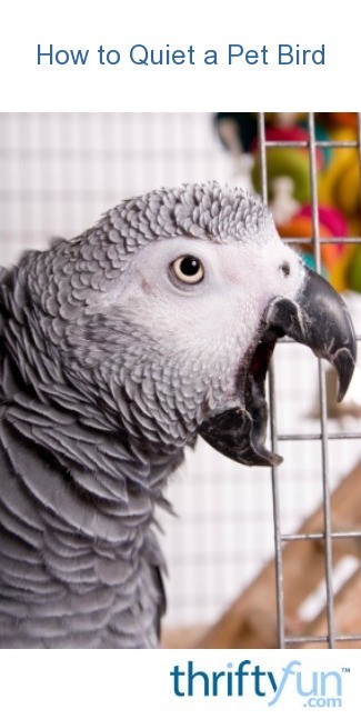 How to Quiet a Pet Bird | ThriftyFun