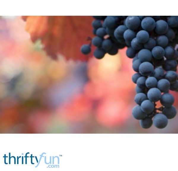 Composting Grapes | ThriftyFun