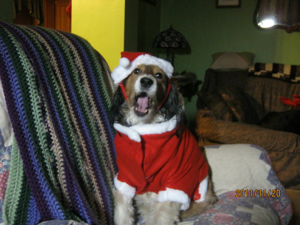 Lexy (Sheltie/Cocker Spaniel) | ThriftyFun