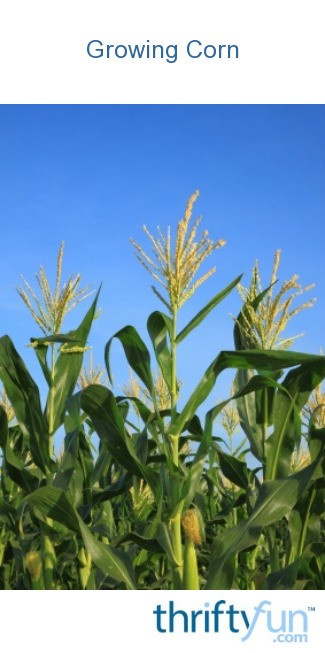 Growing Corn | ThriftyFun