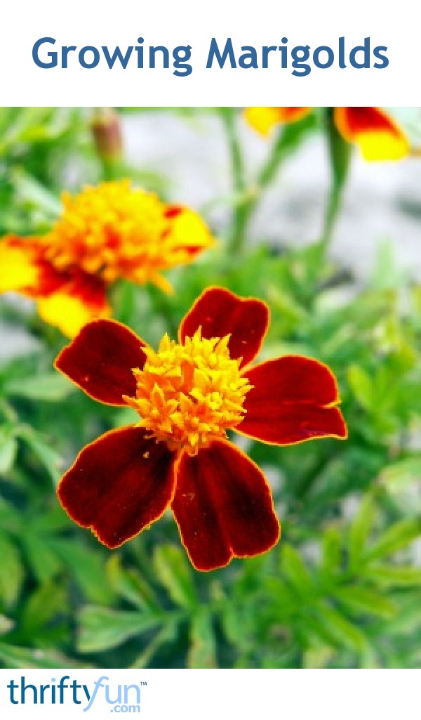 Growing Marigolds | ThriftyFun