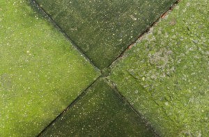 Getting Rid of Moss and Algae on Concrete | ThriftyFun