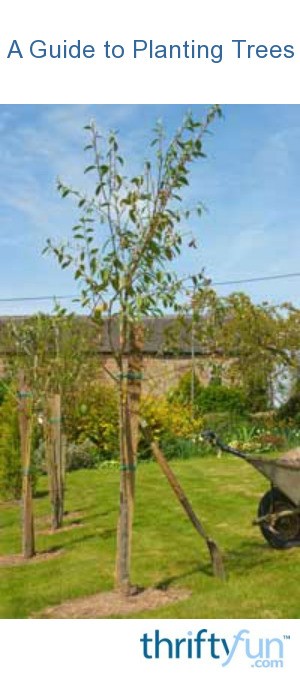 A Guide to Planting Trees | ThriftyFun