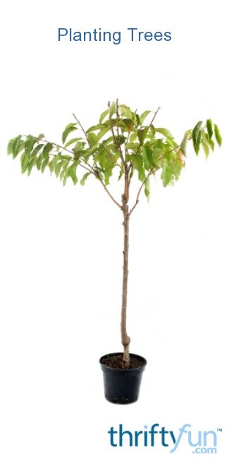Planting Trees | ThriftyFun