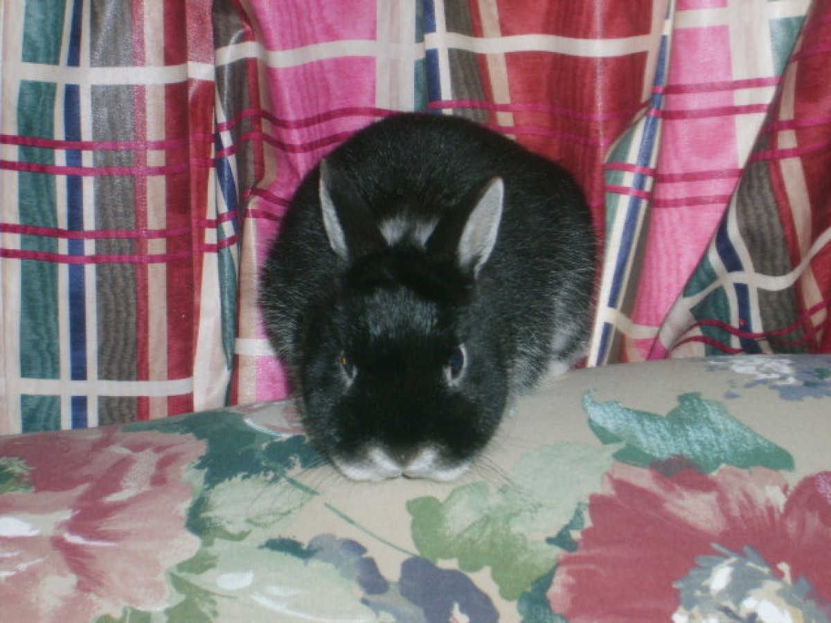 Licorice (Rabbit) | ThriftyFun