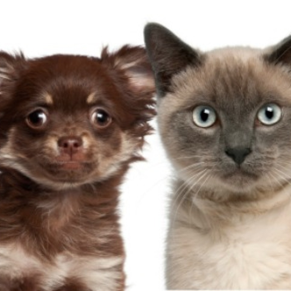 Introducing a New Puppy to a Cat? | ThriftyFun