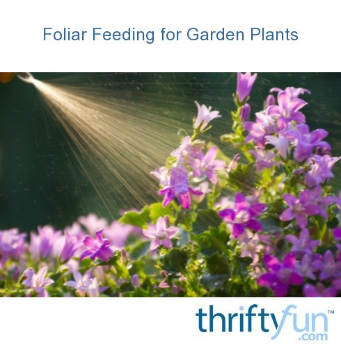 Foliar Feeding for Garden Plants | ThriftyFun
