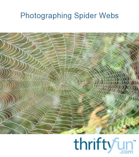 Photographing Spider Webs? | ThriftyFun