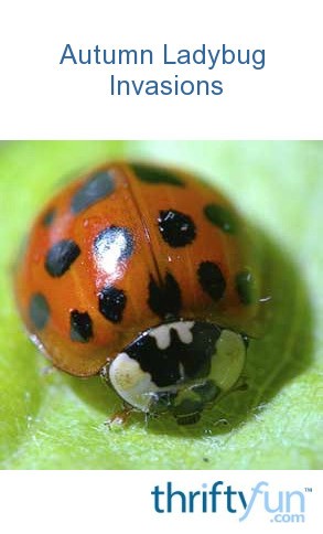 Autumn Ladybug Invasions | ThriftyFun