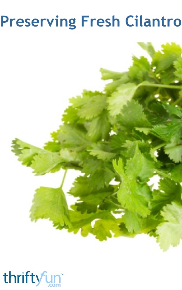 Preserving Fresh Cilantro | ThriftyFun