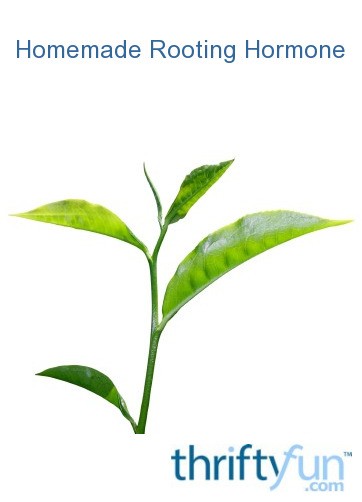 Make Your Own Rooting Hormone | ThriftyFun