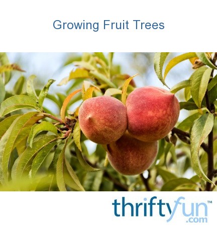 Growing Fruit Trees | ThriftyFun