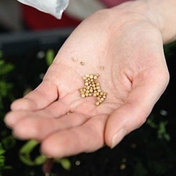 Finding Your Garden Design Style | ThriftyFun