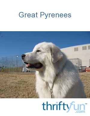 Great Pyrenees Breed Information and Photos | ThriftyFun