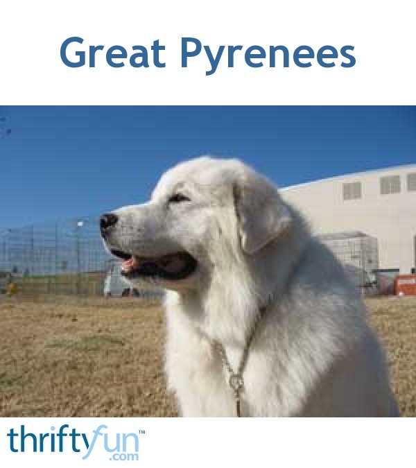 Great Pyrenees Breed Information and Photos | ThriftyFun